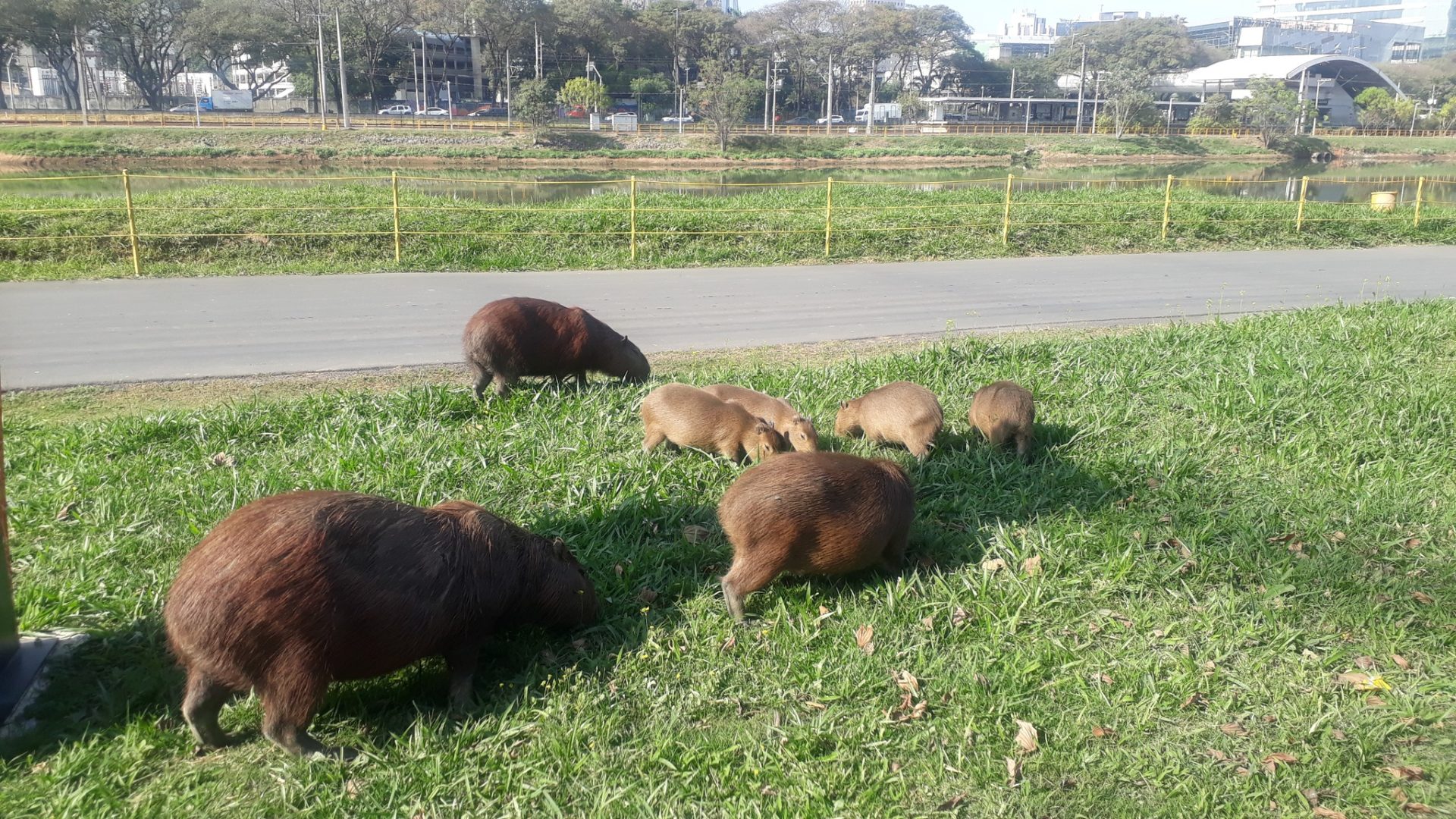A beleza dos parques de São Paulo - O maior arquivo sobre parques ...